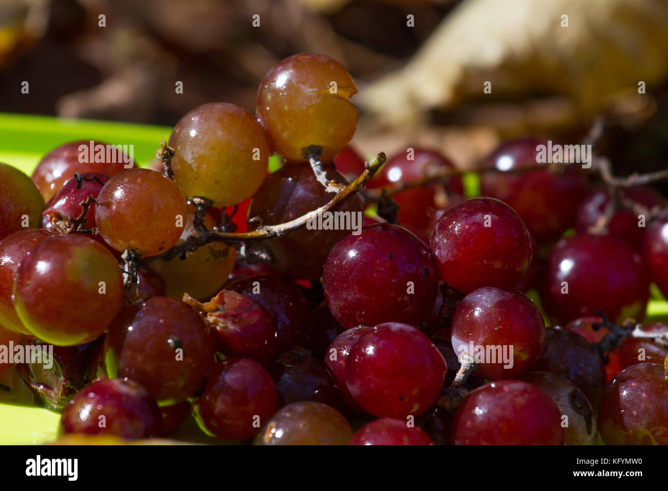 Close up of photo of very fresh grape background Stock Photo - Alamy