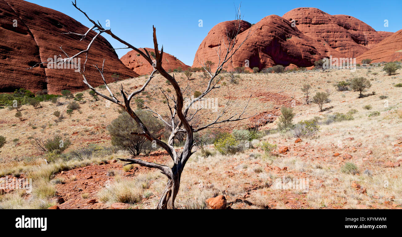 in australia the outback canyon and the dead tree near mountain in the ...