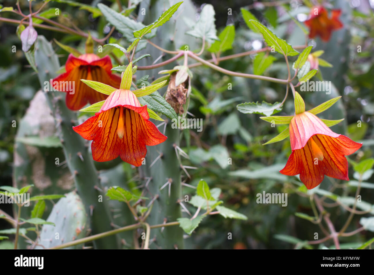 Canarina canariensis orange bell flower. Shadow tolerant plant ...