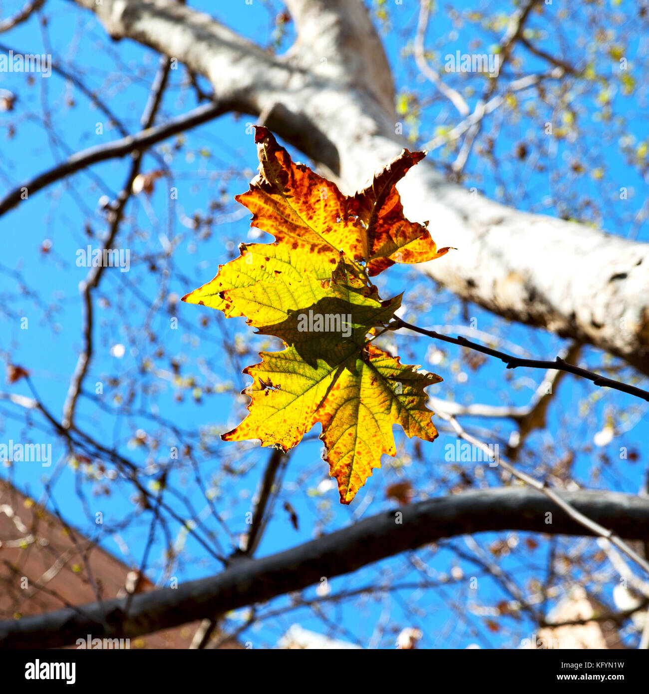in a park the leaves of autumn like nature concept and background Stock ...