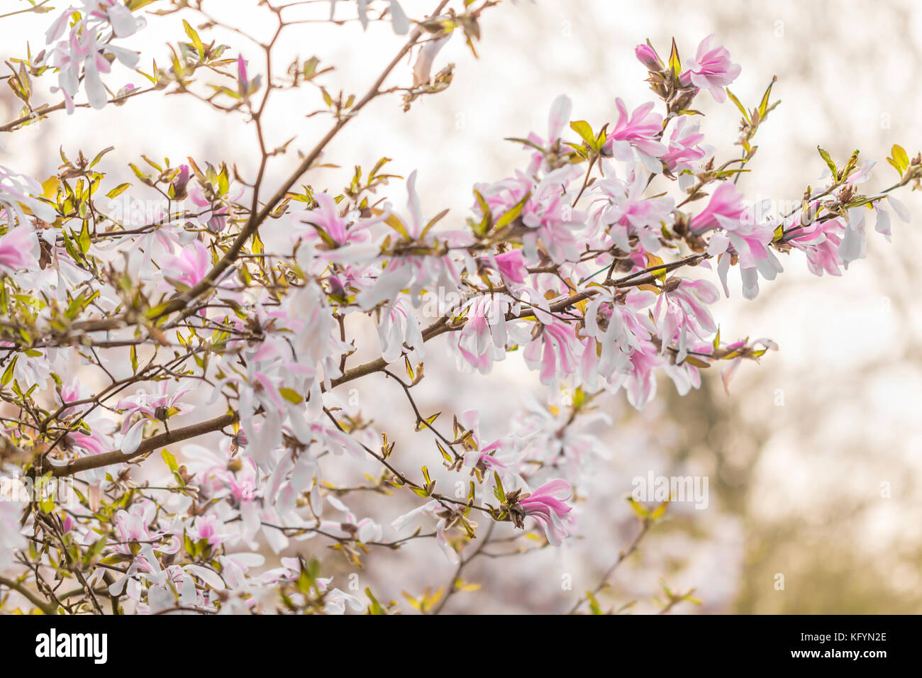 Magnolia Bridge High Resolution Stock Photography and Images - Alamy