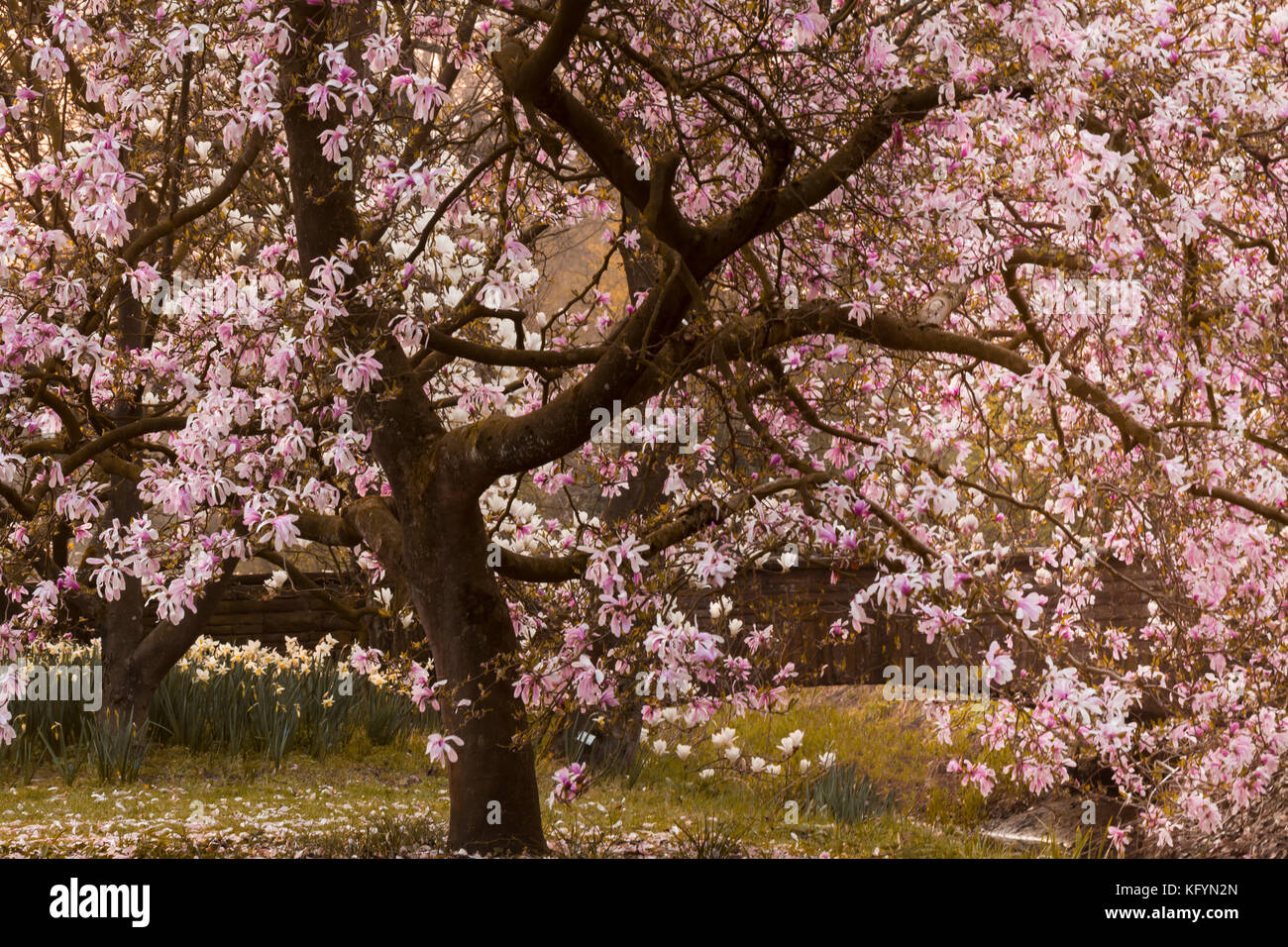 Spring awakening hi-res stock photography and images - Alamy