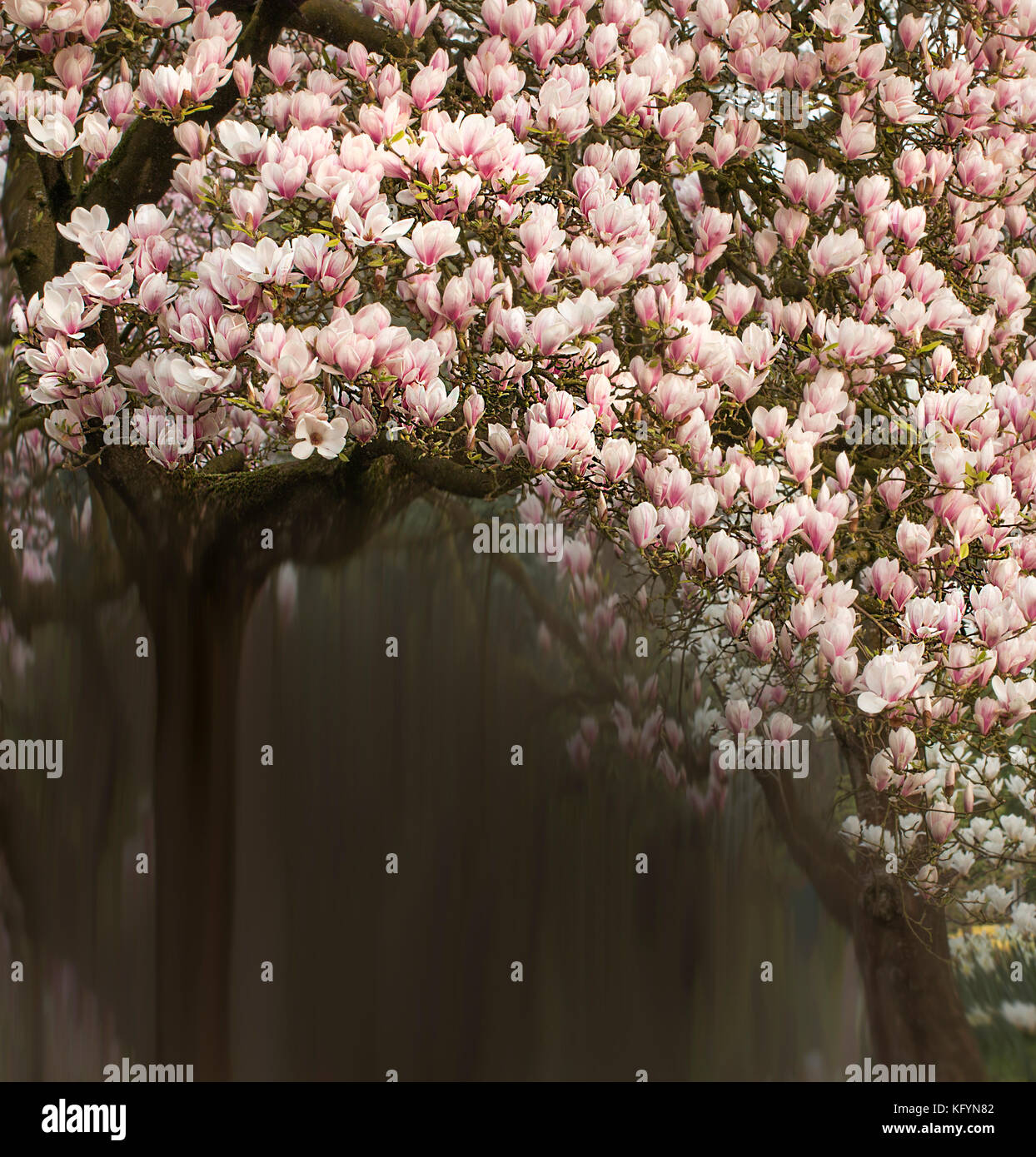 Spring awakening with magnolia Stock Photo - Alamy