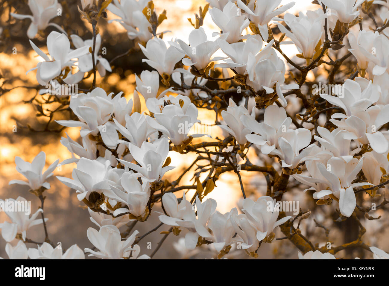 Spring awakening with magnolia Stock Photo - Alamy