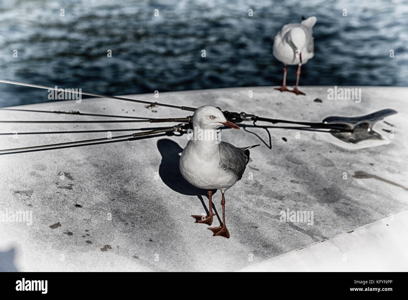 in australia catamaran deck lots of free seagull near the sea Stock ...
