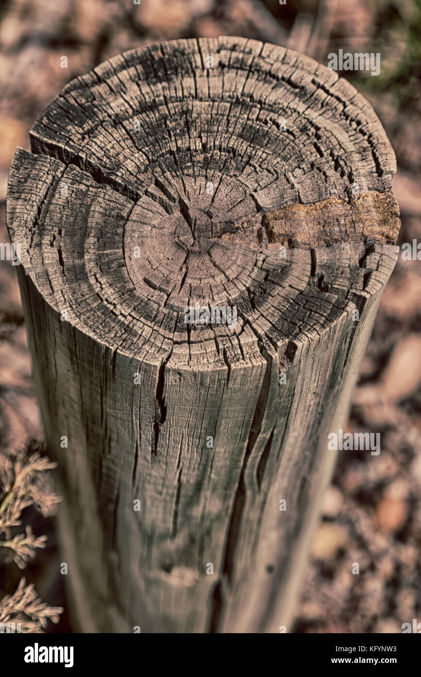 abstract texture of a surface tree like background grain Stock Photo ...