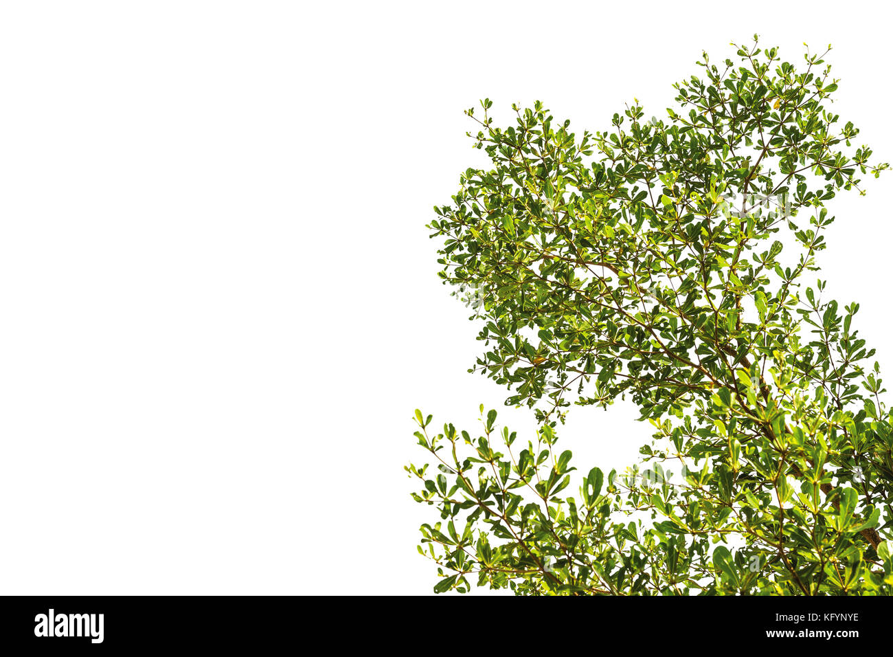 Terminalia ivorensis hi-res stock photography and images - Alamy