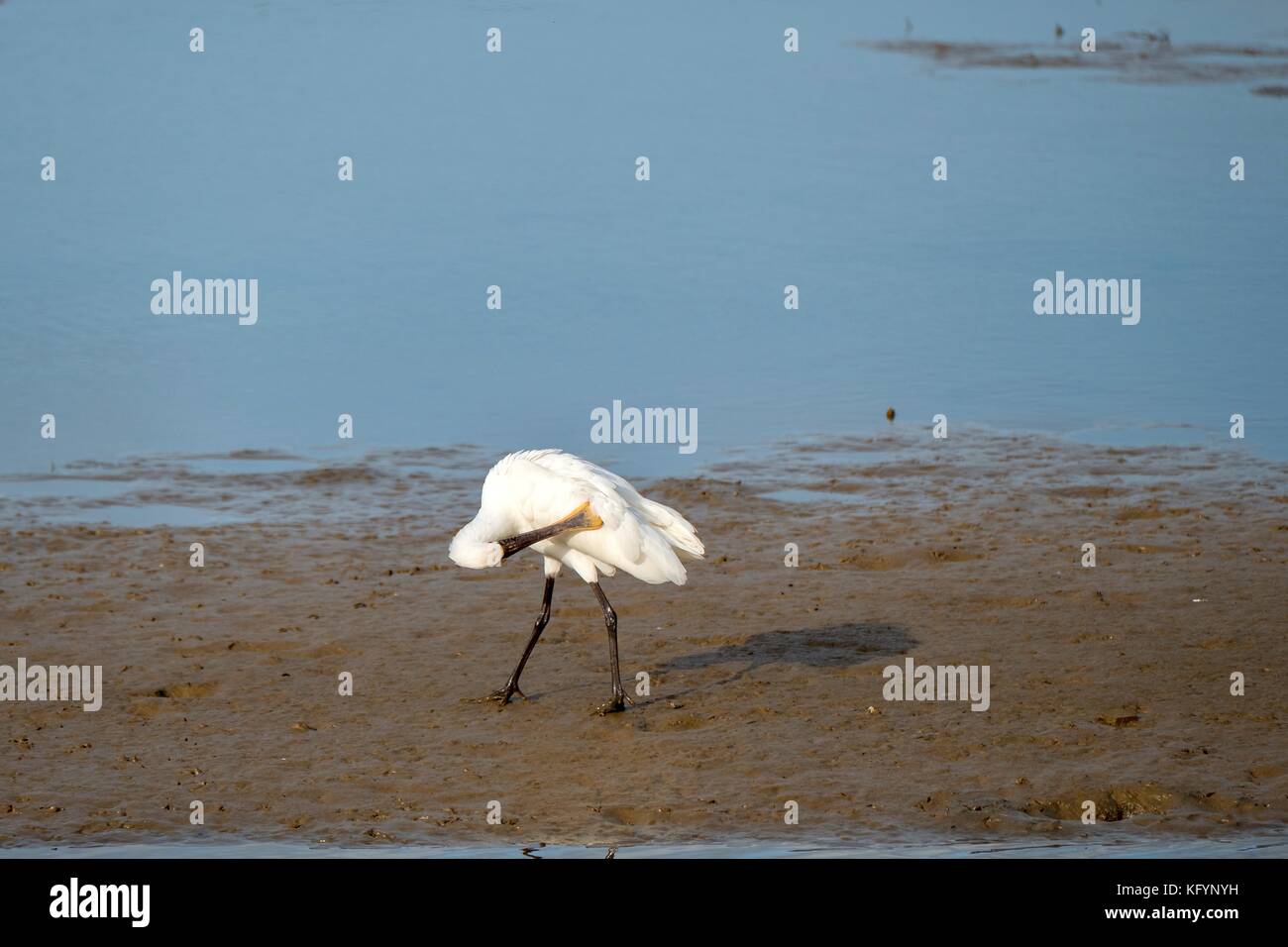 Rare Eurasian spoonbill in the U.K. At Hayle estuary nature reserve ...