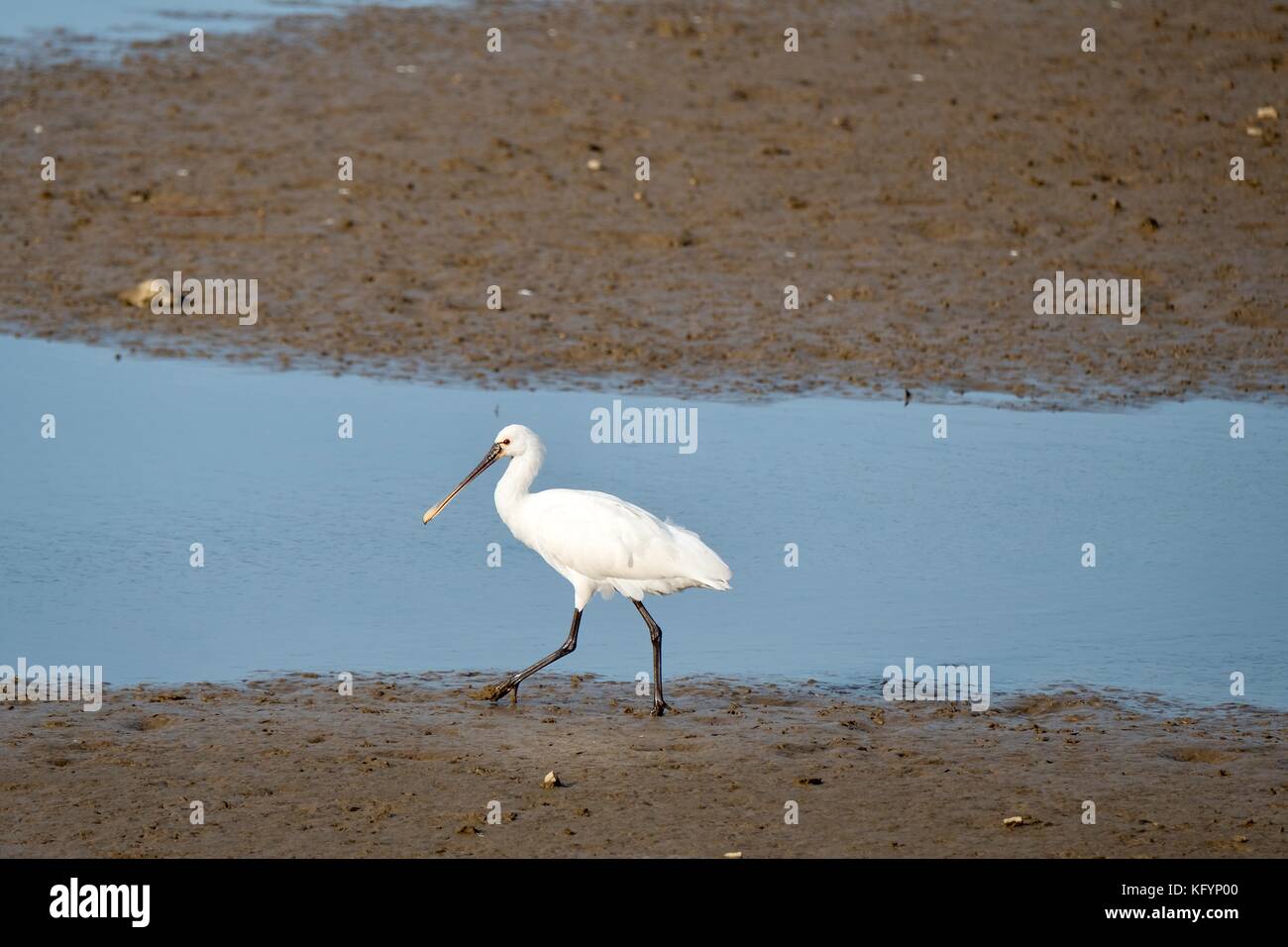 Rare Eurasian spoonbill in the U.K. At Hayle estuary nature reserve ...