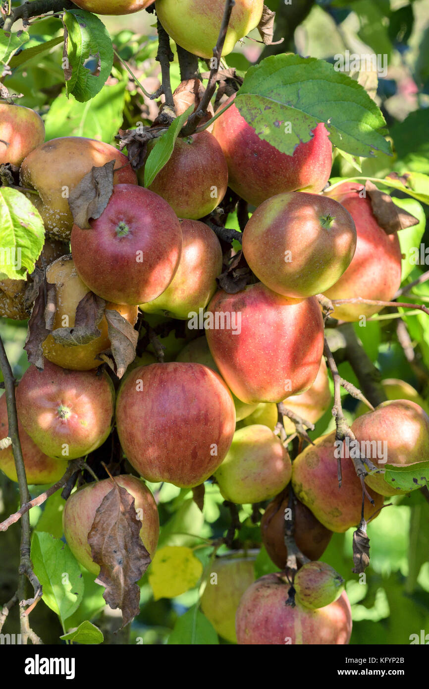 the red apples growing on tree in the orchard Stock Photo - Alamy