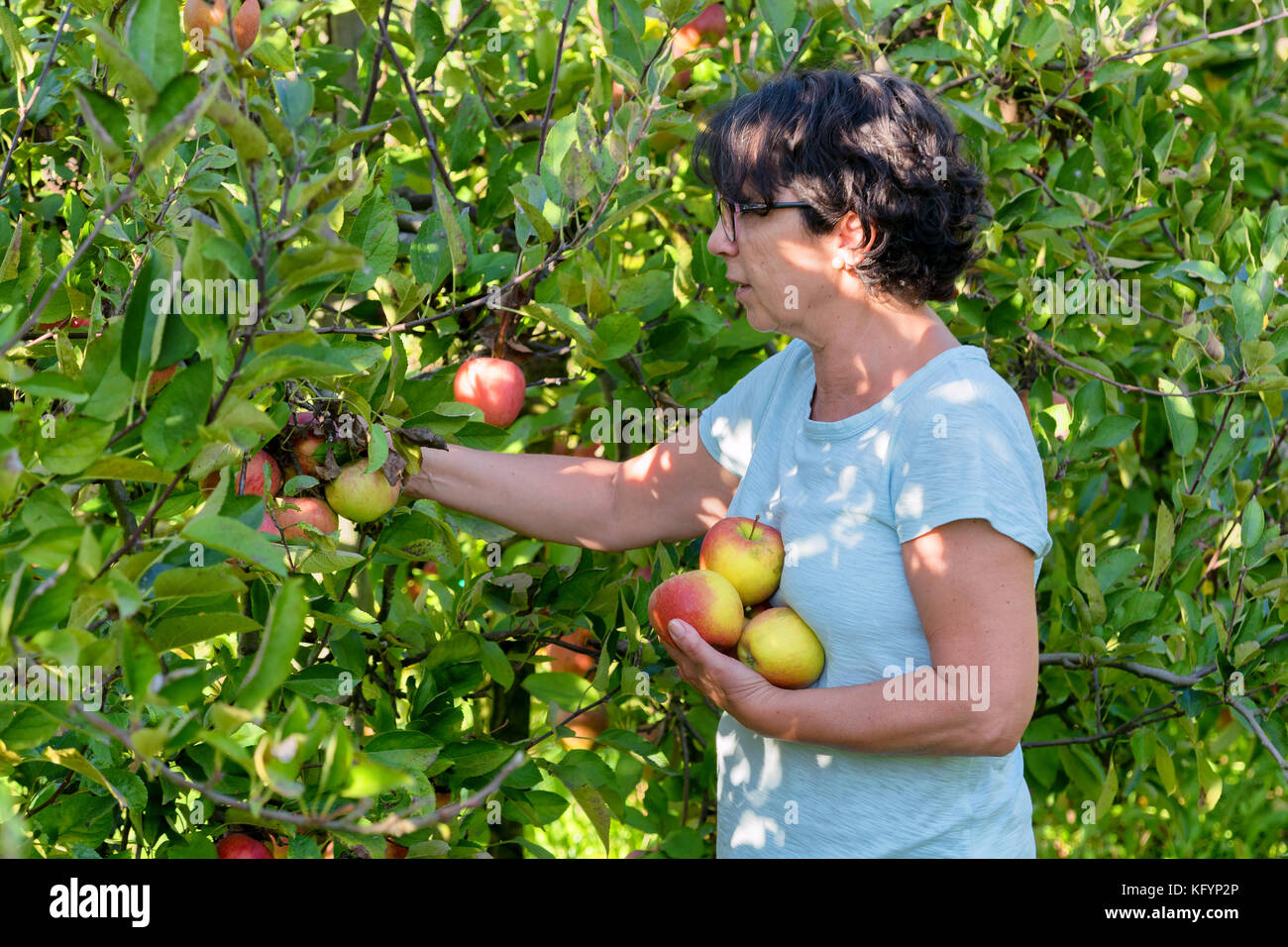 A woman picking apples in the orchard Stock Photo - Alamy