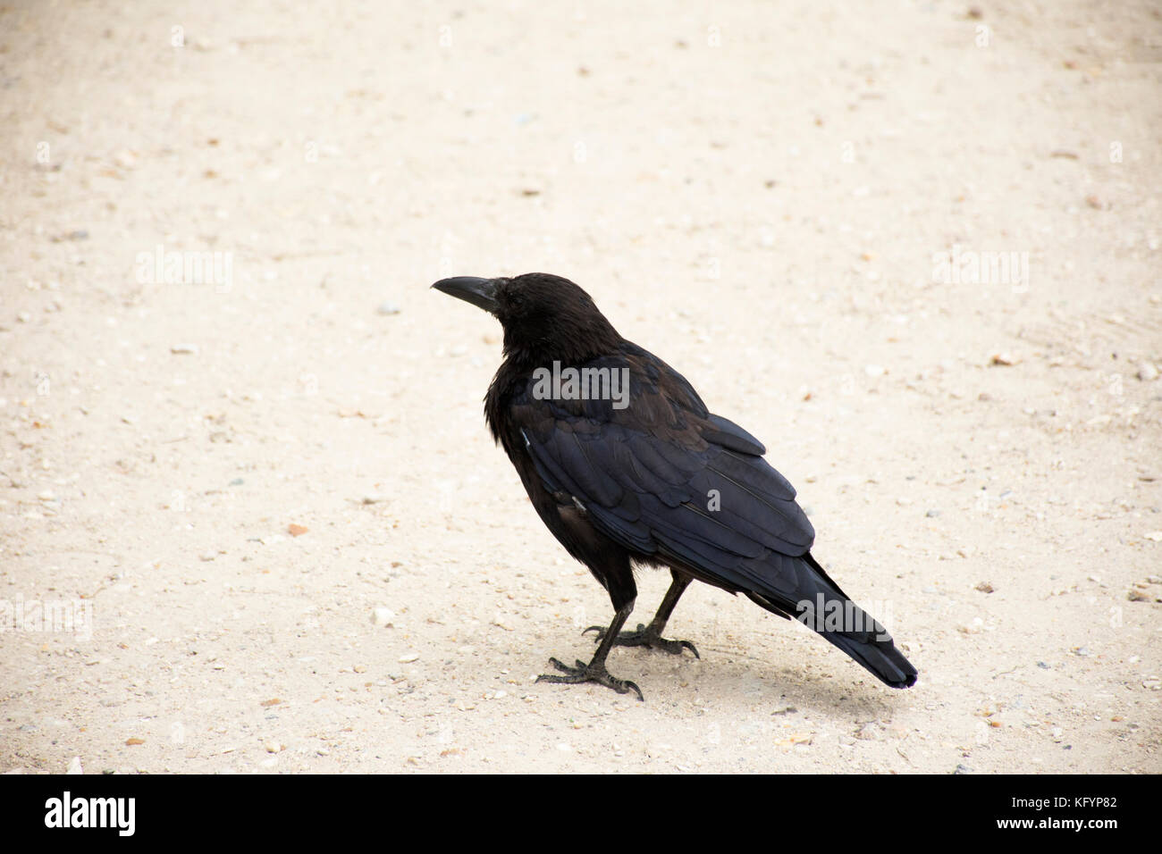 Raven eating carrion hi-res stock photography and images - Alamy