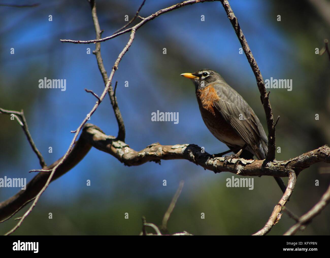 Bbbbbbbbbbbbbbbbbbbbbbbb hi-res stock photography and images - Alamy