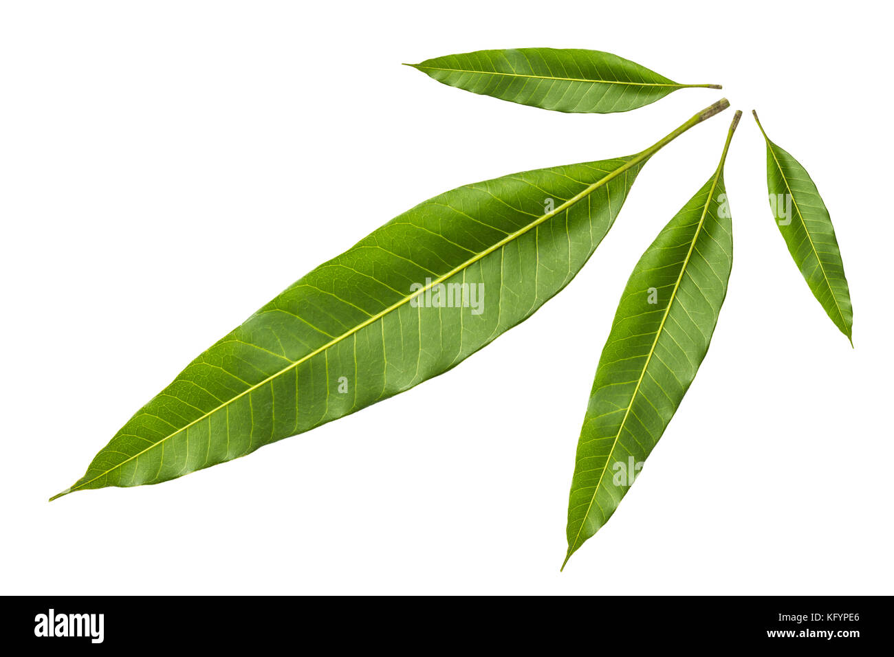 Leaves of the mango tree Cut Out Stock Images & Pictures - Alamy
