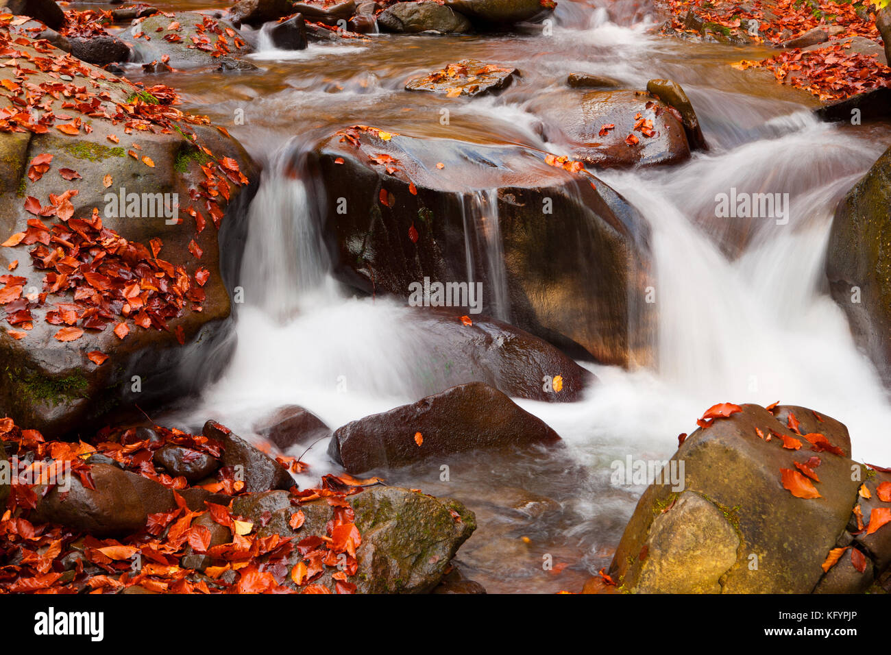 Magnificent view of the waterfall in the Autumn Beech Forest in Europe ...