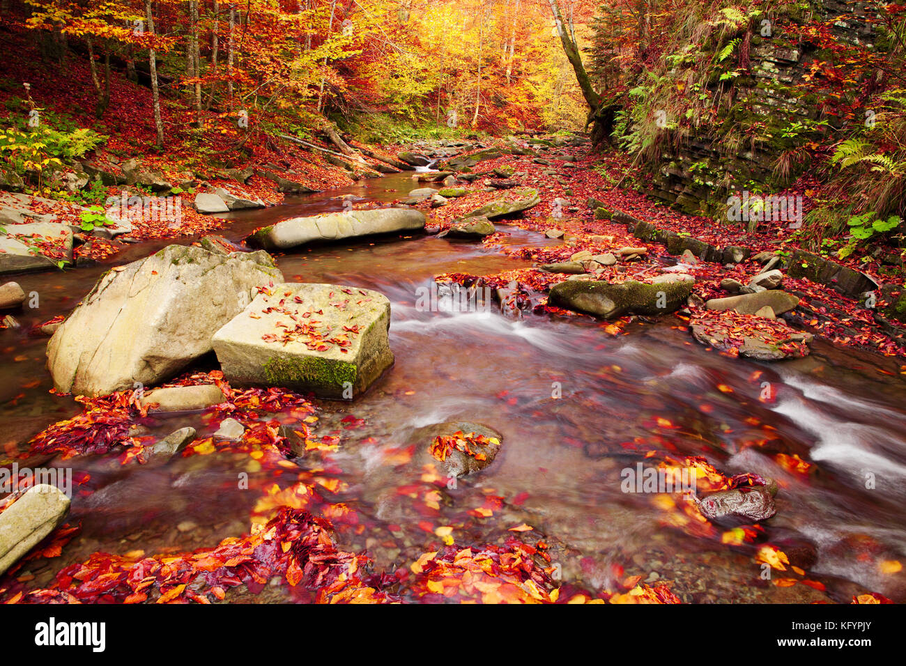 Magnificent view of the waterfall in the Autumn Beech Forest in Europe ...