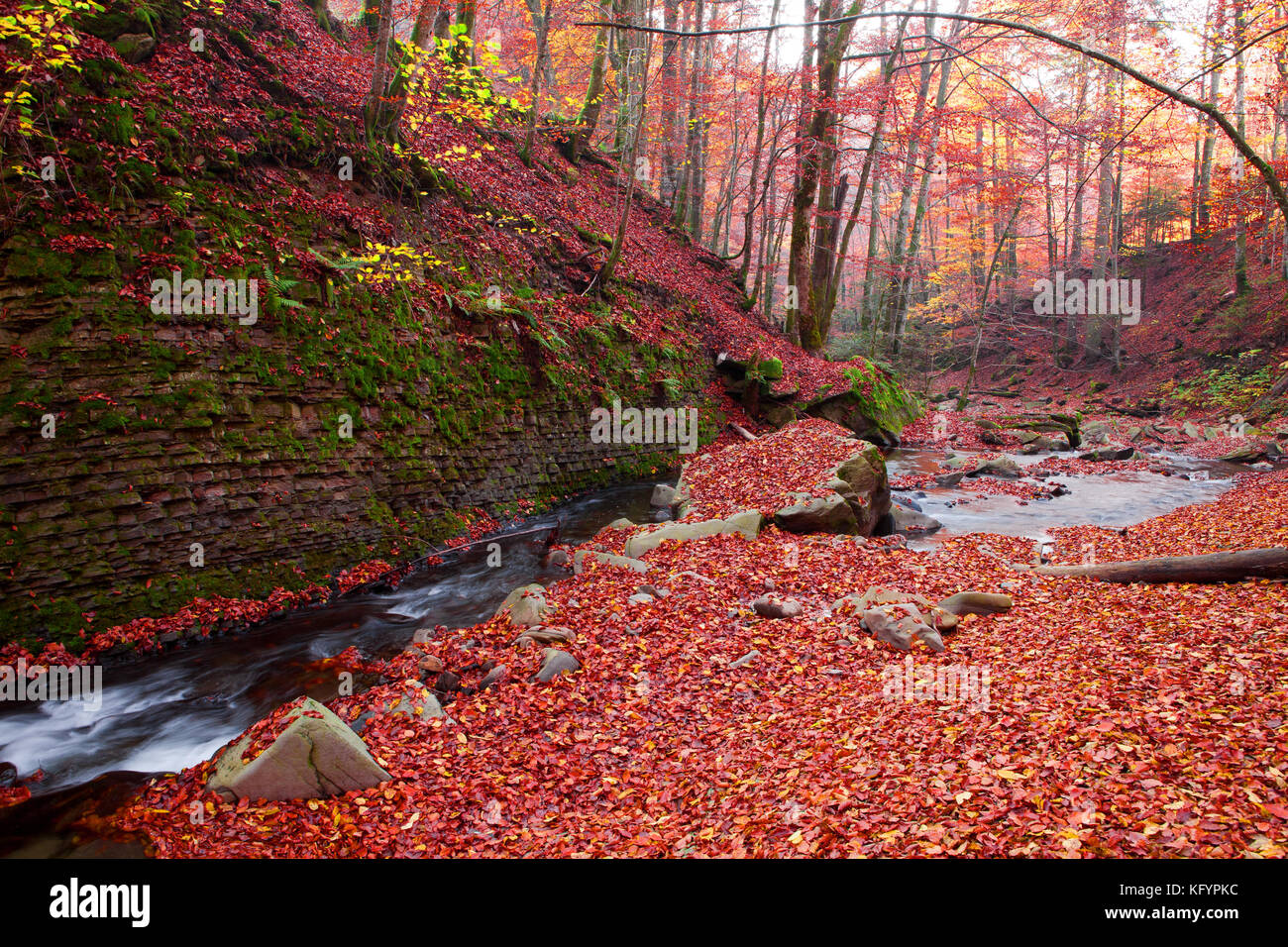 Magnificent view of the waterfall in the Autumn Beech Forest in Europe ...