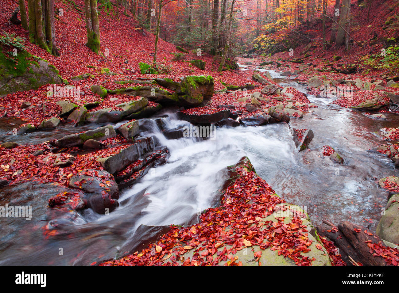 Magnificent view of the waterfall in the Autumn Beech Forest in Europe ...