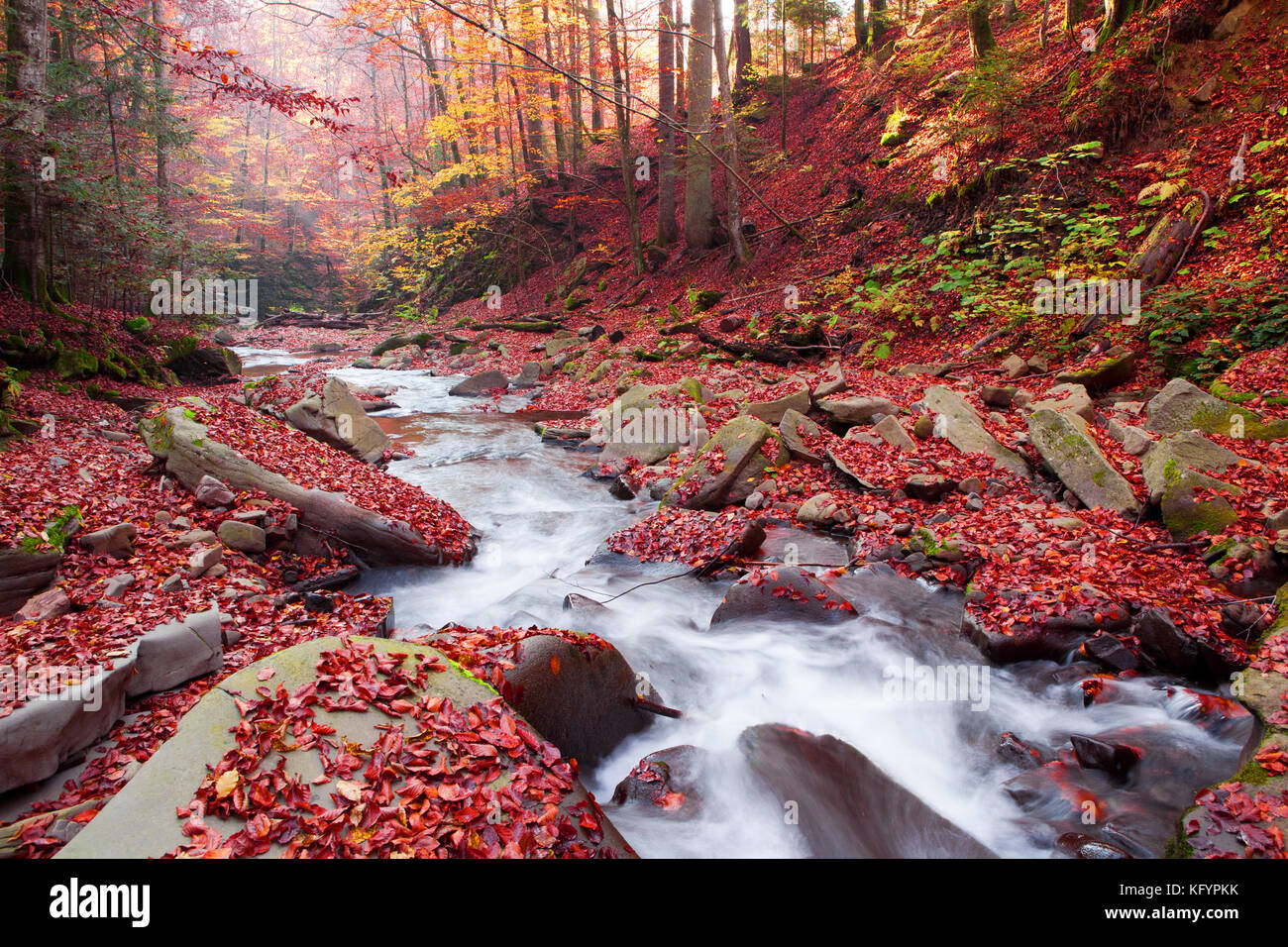 Magnificent view of the waterfall in the Autumn Beech Forest in Europe ...