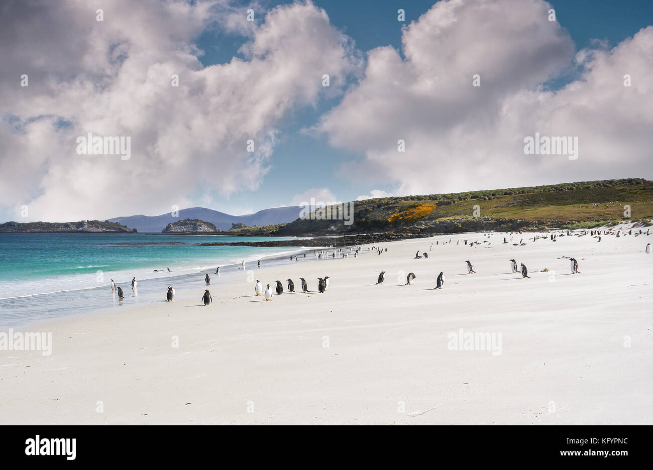 Falkland Islands landscape with wide white sandy beach, turquoise water ...