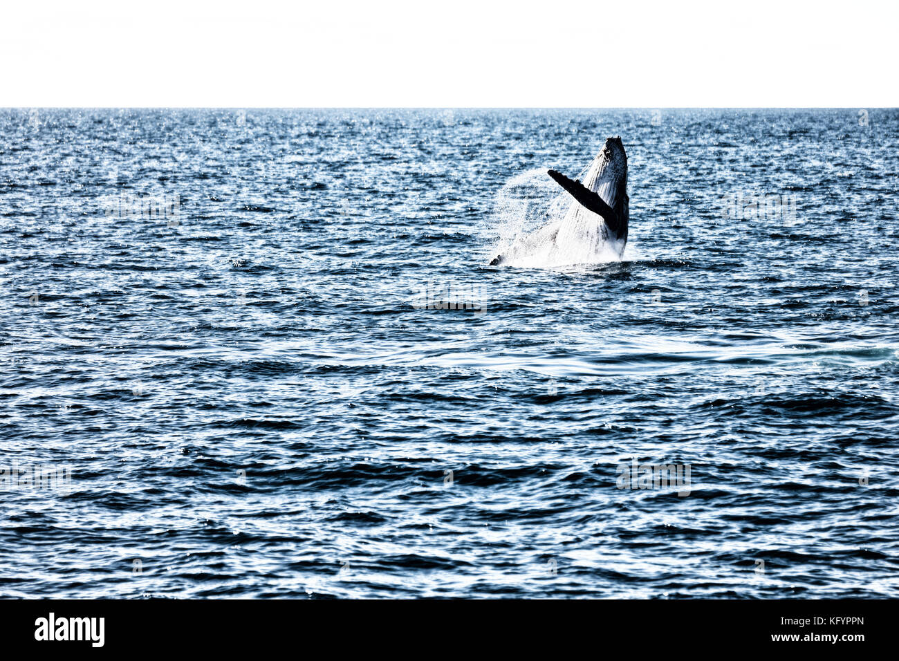 in australia a free whale in the ocean like concept of freedom Stock ...