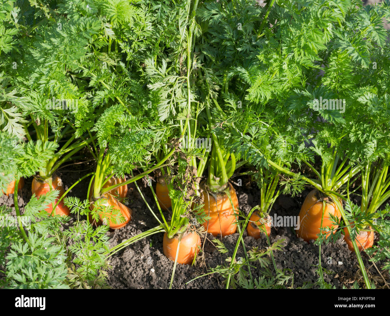 Harvesting carrots child hi-res stock photography and images - Alamy