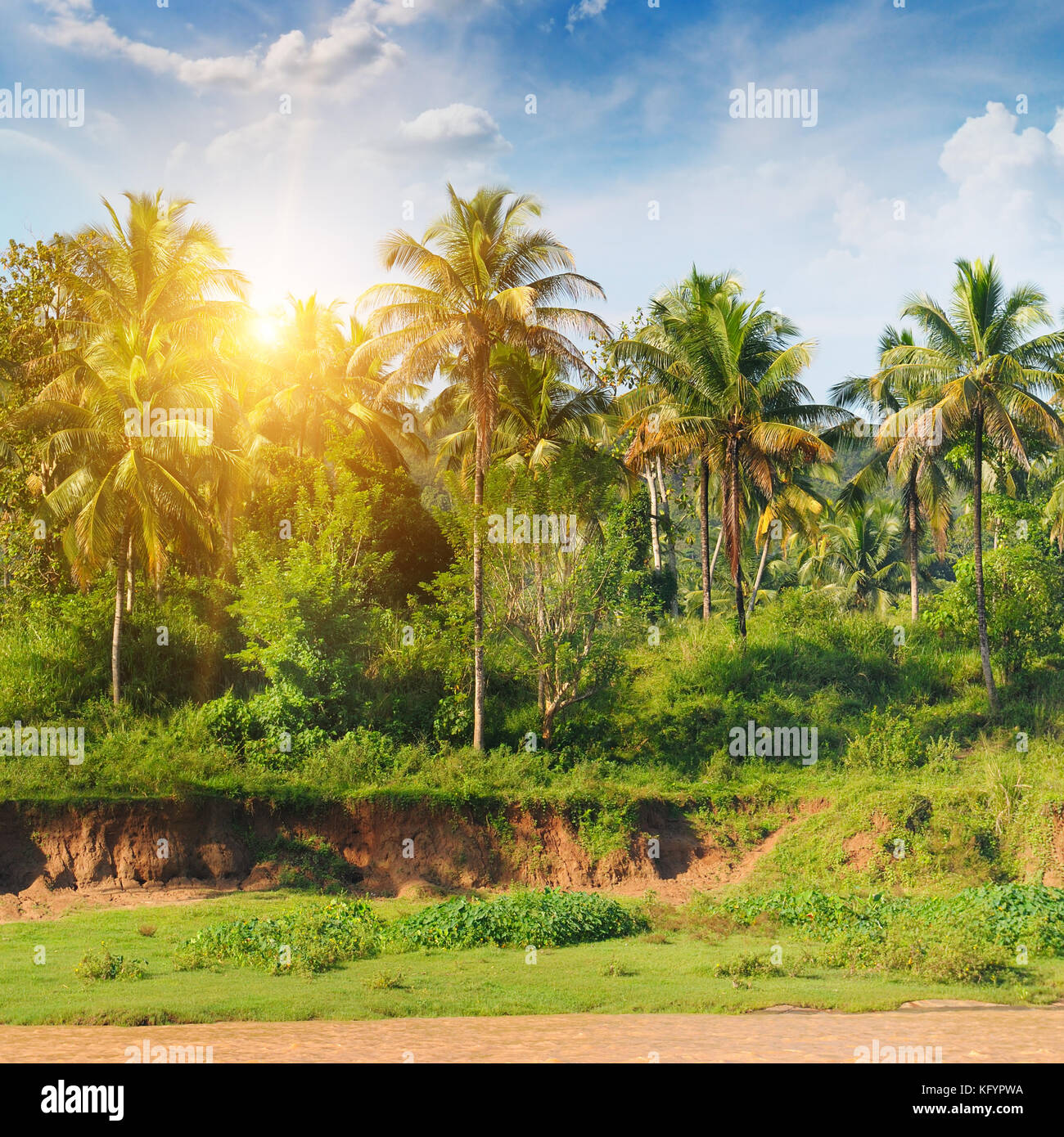 palm grove and the sunrise Stock Photo - Alamy