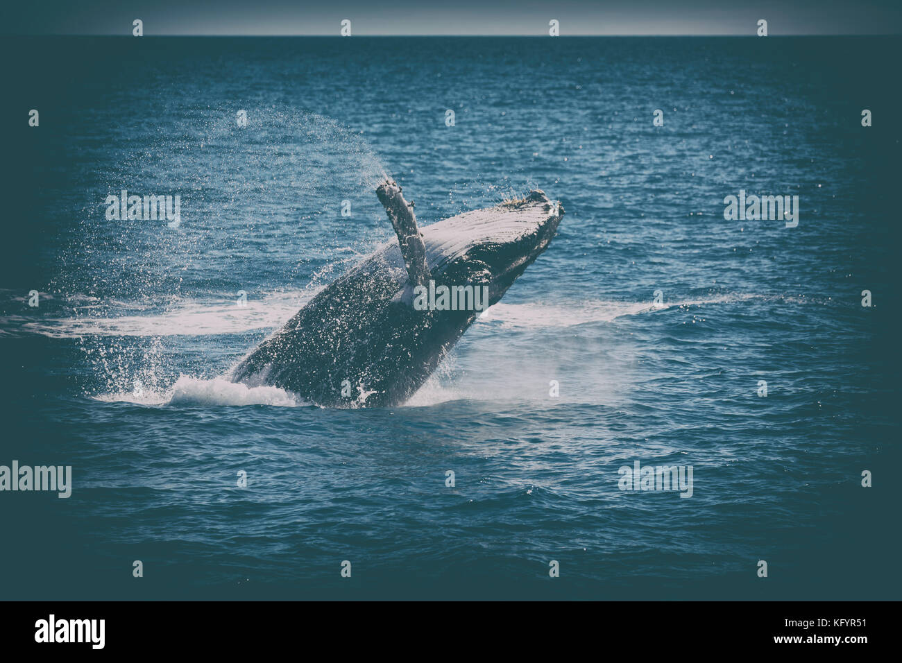 in australia a free whale in the ocean like concept of freedom Stock ...