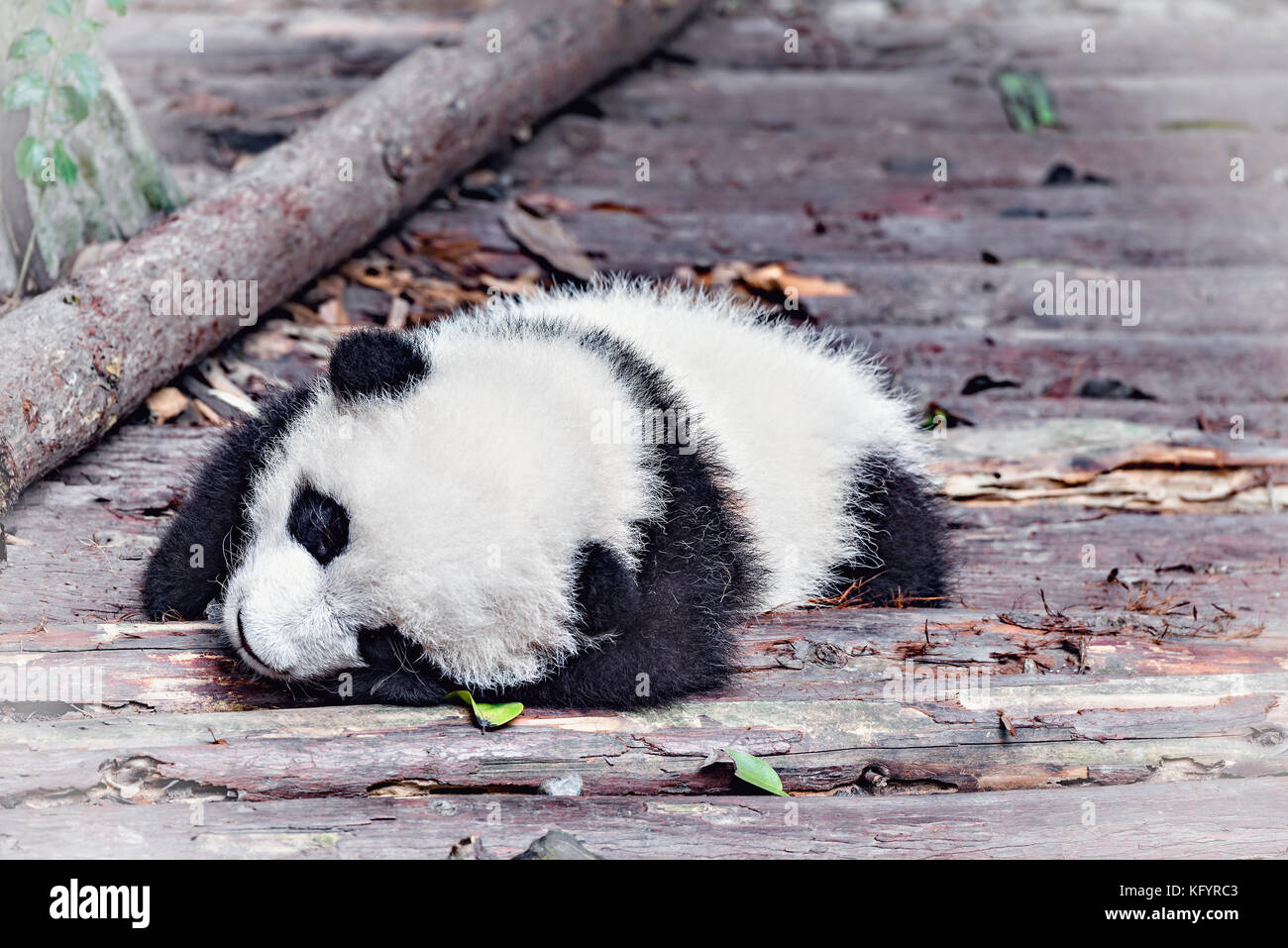 Panda Cubs Sleeping