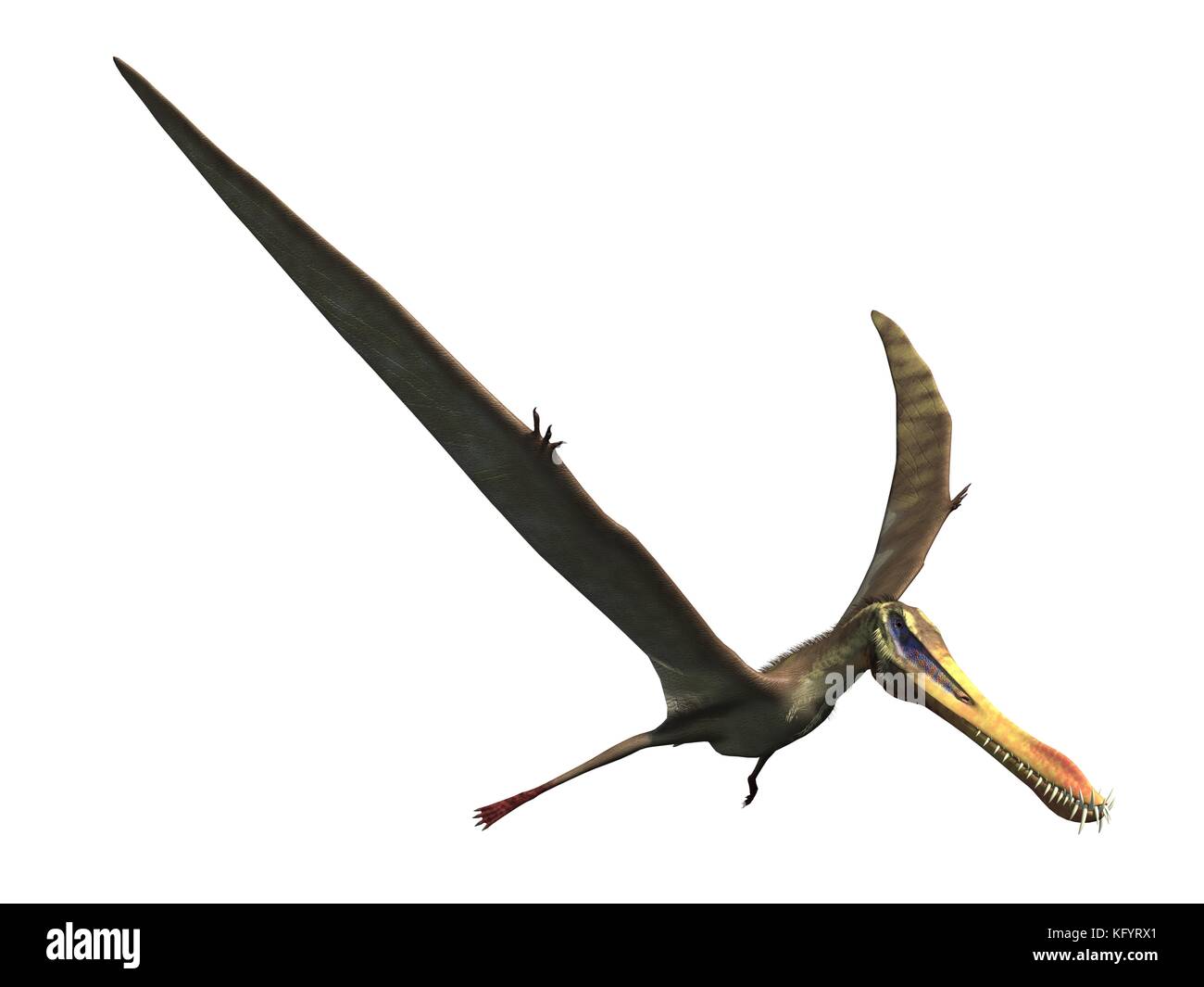 original pterosaur 3d render Stock Photo - Alamy