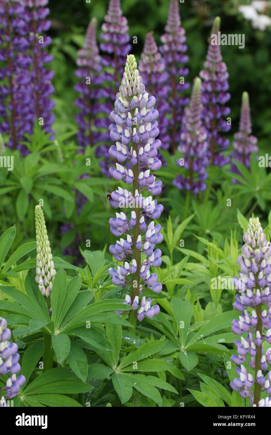 Lupines / beautiful wild and garden flowers Stock Photo - Alamy