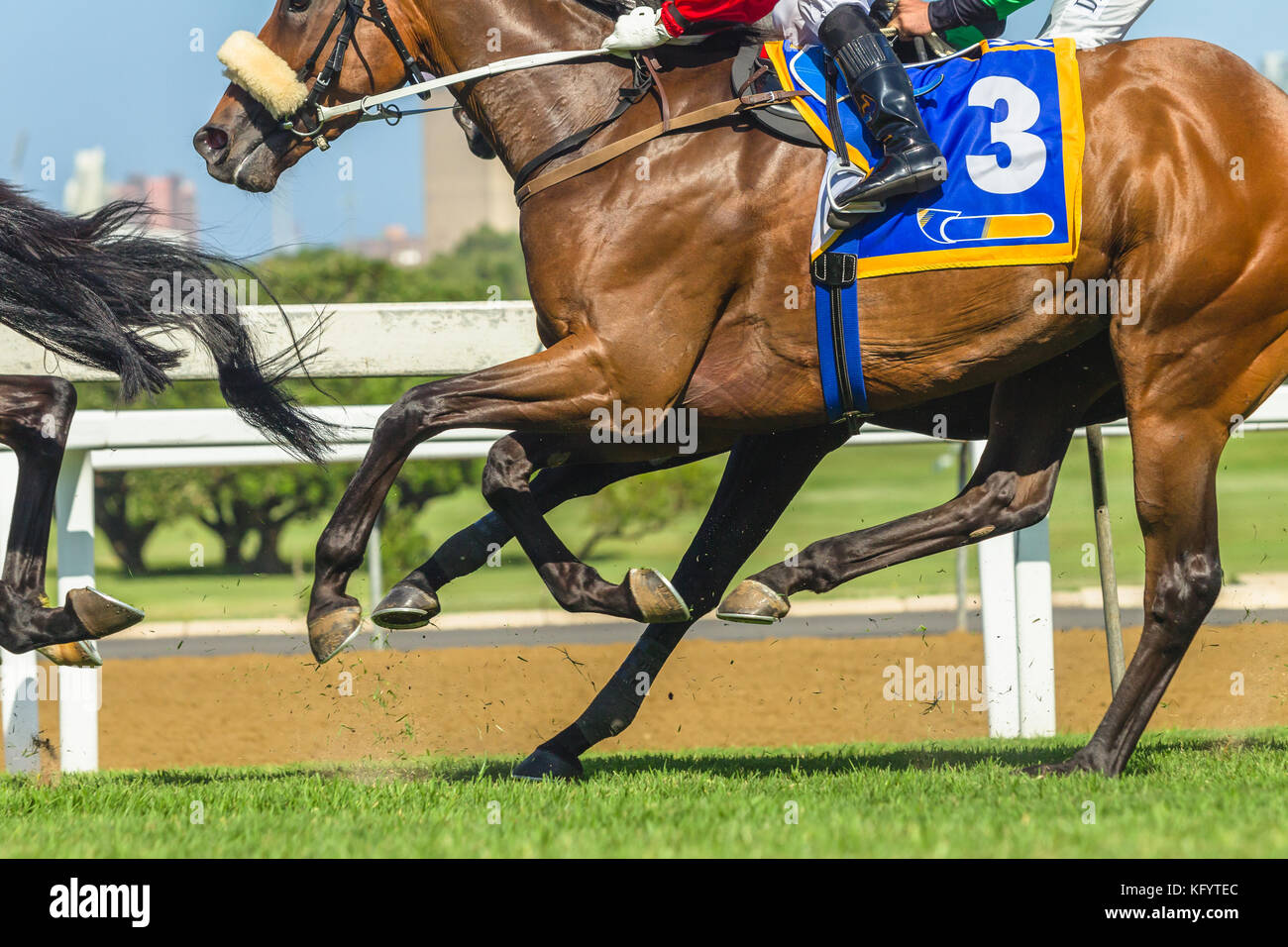 Race horses jockeys racing pounding grass track closeup photo of heads ...
