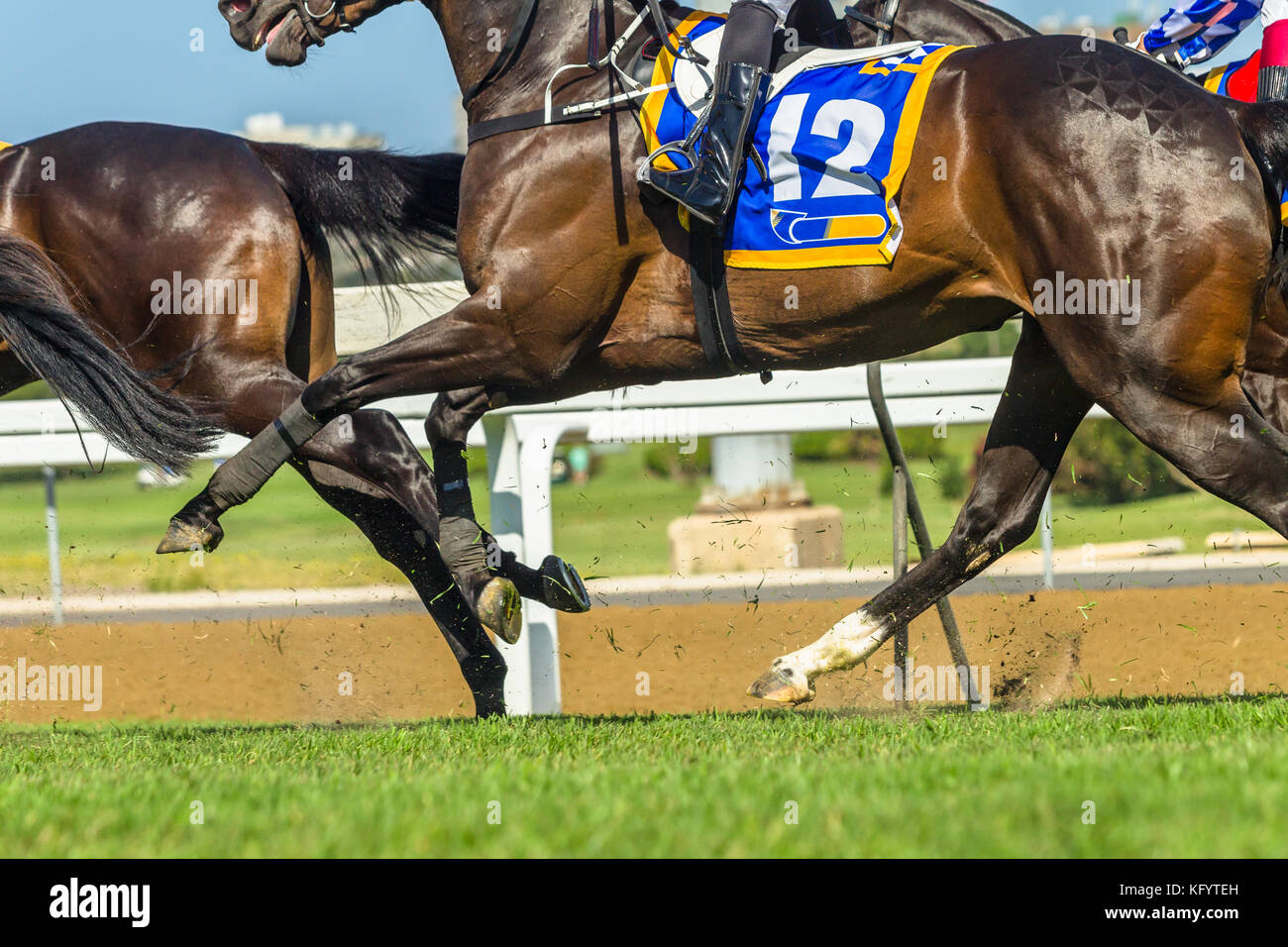 Race horses jockeys racing pounding grass track closeup photo of heads ...