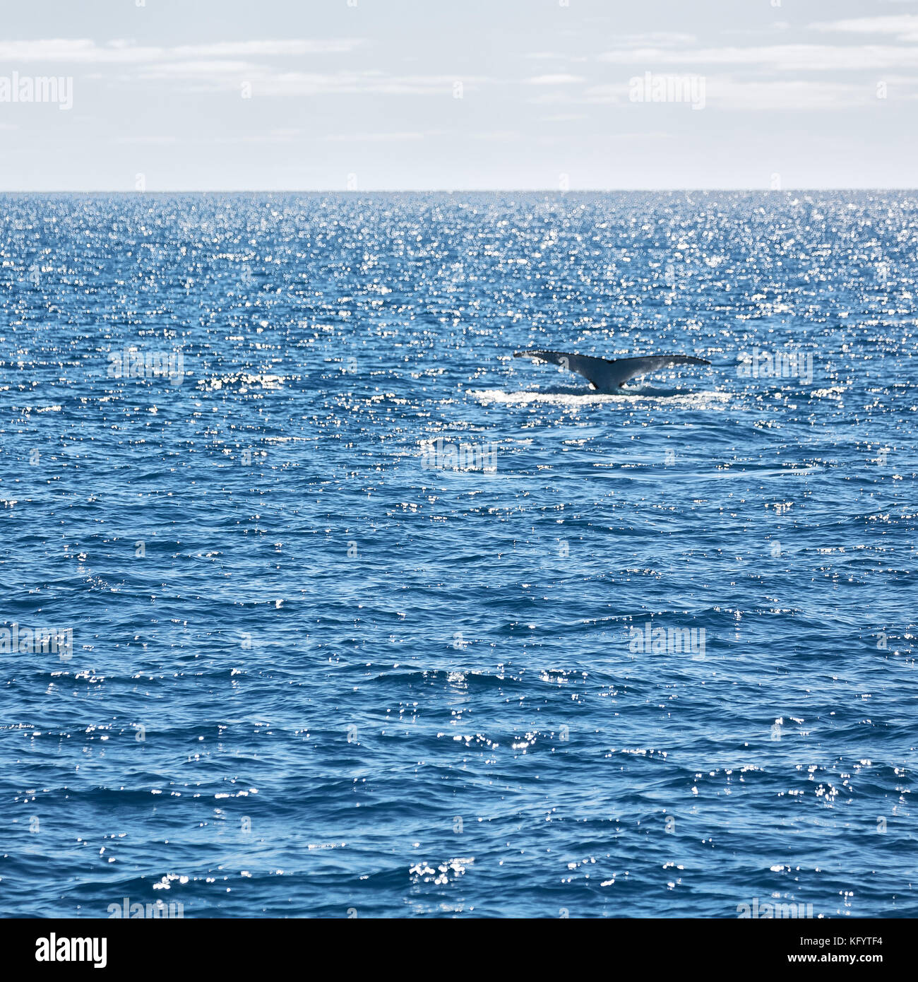 in australia a free whale in the ocean like concept of freedom Stock ...