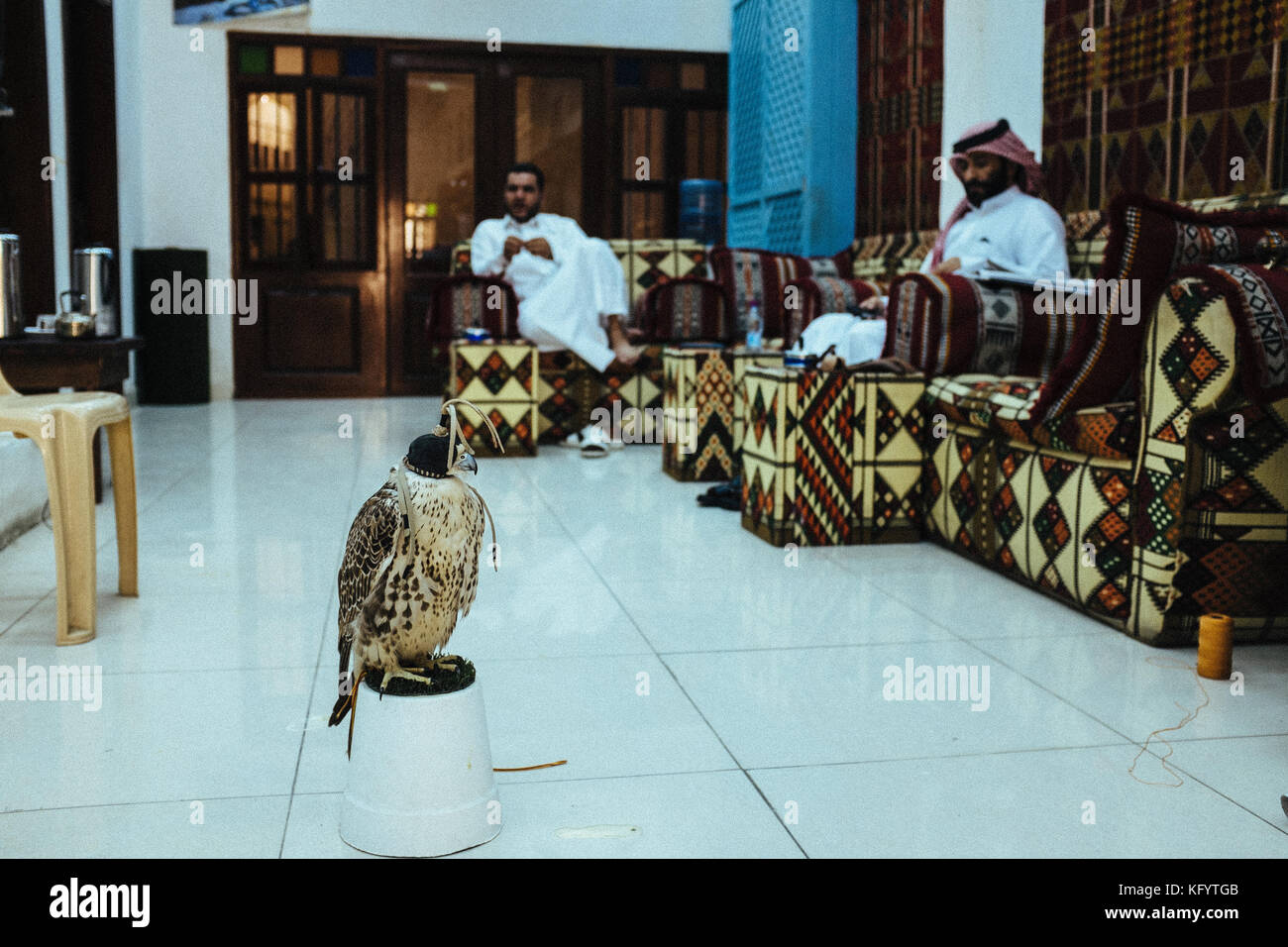 Falcon in Doha, Qatar Stock Photo - Alamy