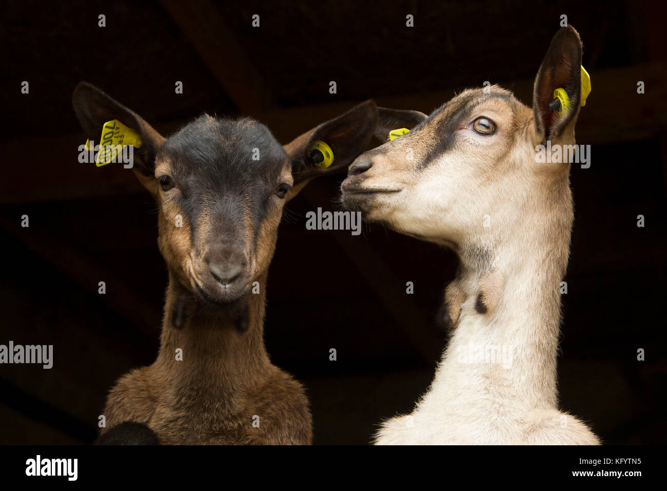 A goat two goats hi-res stock photography and images - Alamy