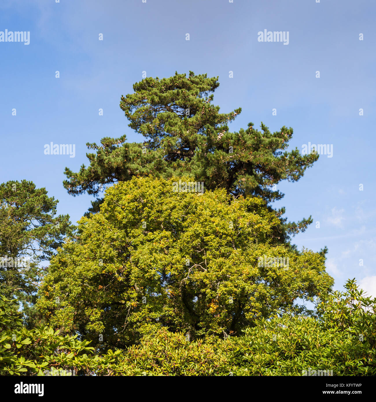 Blue sky and tree tops hi-res stock photography and images - Alamy
