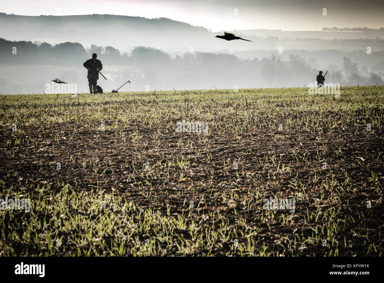 Gentlemen waiting at his peg while low flying birds pass on pheasant ...