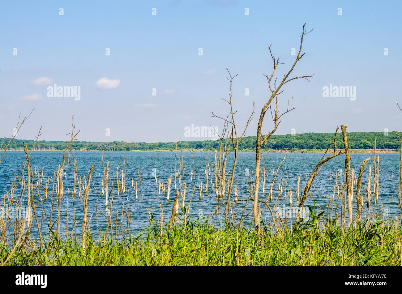 Small dry trees growing in river Stock Photo - Alamy