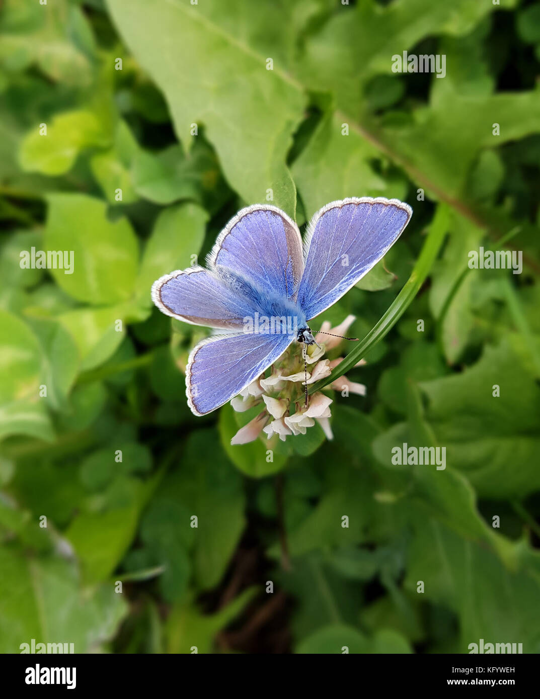 Blaeuling; Plebeius; argyrognomon Stock Photo - Alamy
