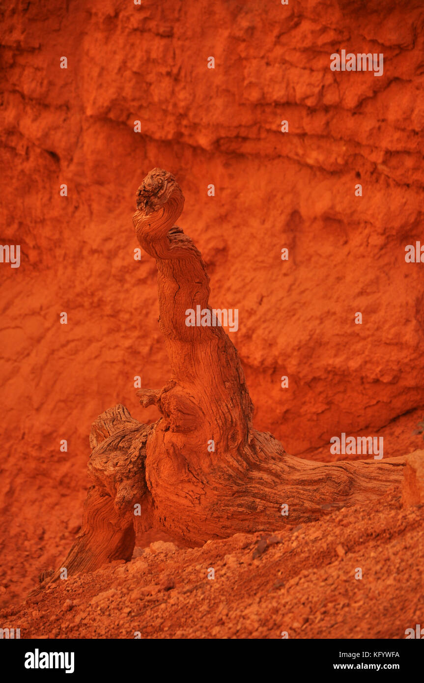 Red Quirky Root in Bryce Canyon Park Stock Photo - Alamy