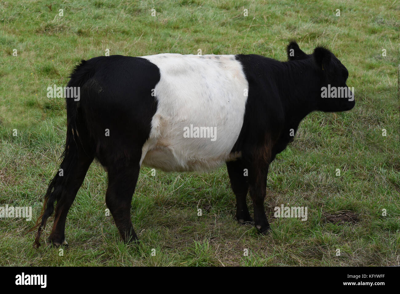 Galloway Saddle Beef High Resolution Stock Photography and Images - Alamy