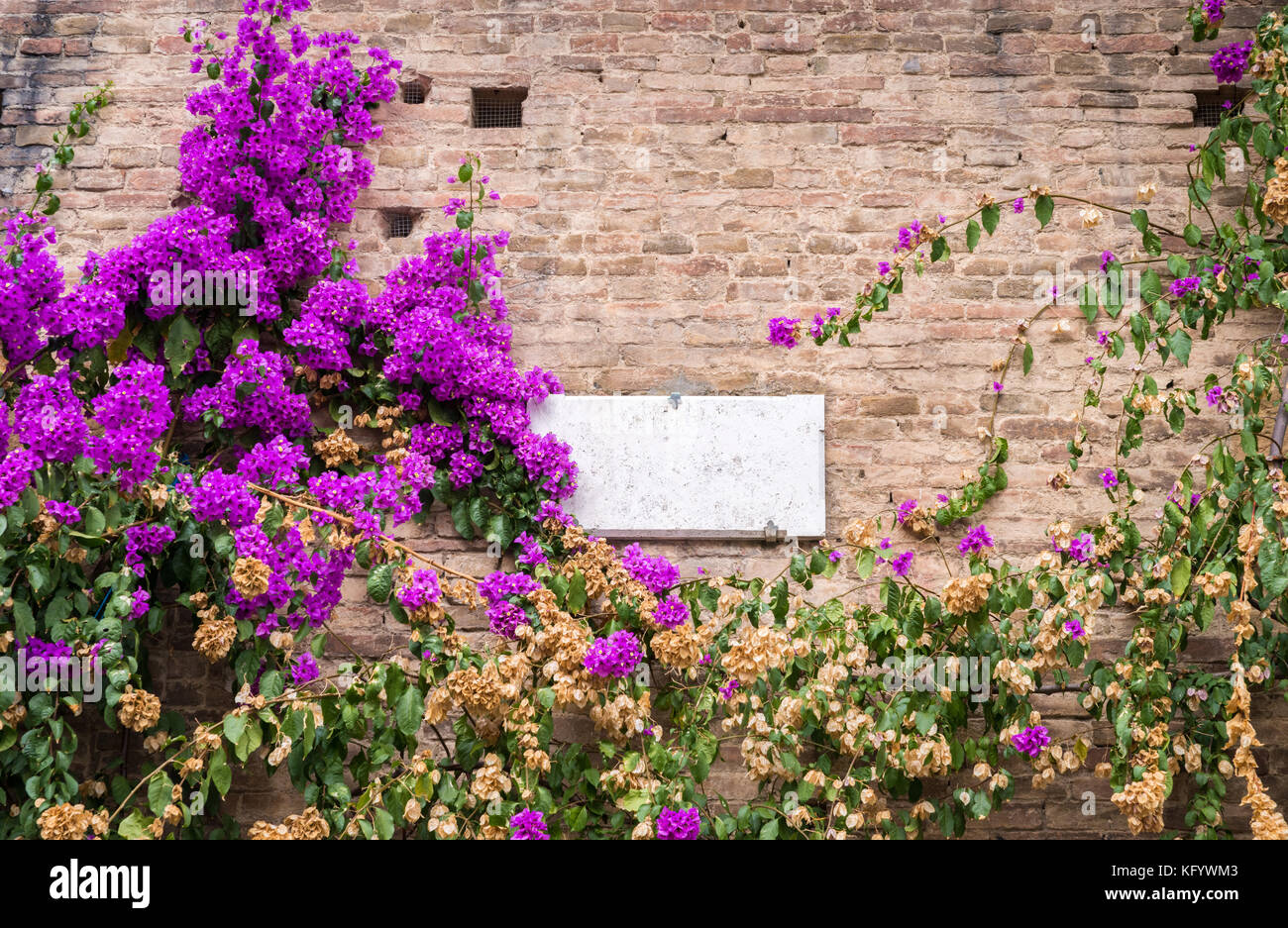 Purple azaleas plant on wall facade. Taken in Siena, Tuscany, Italy ...