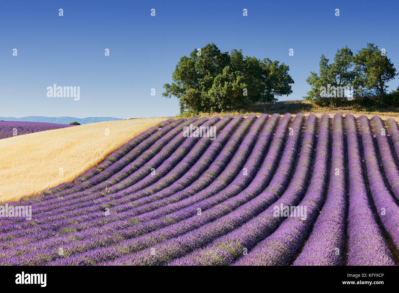 Beautiful Lavender field close to a cornfield with a beautiful blue sky ...