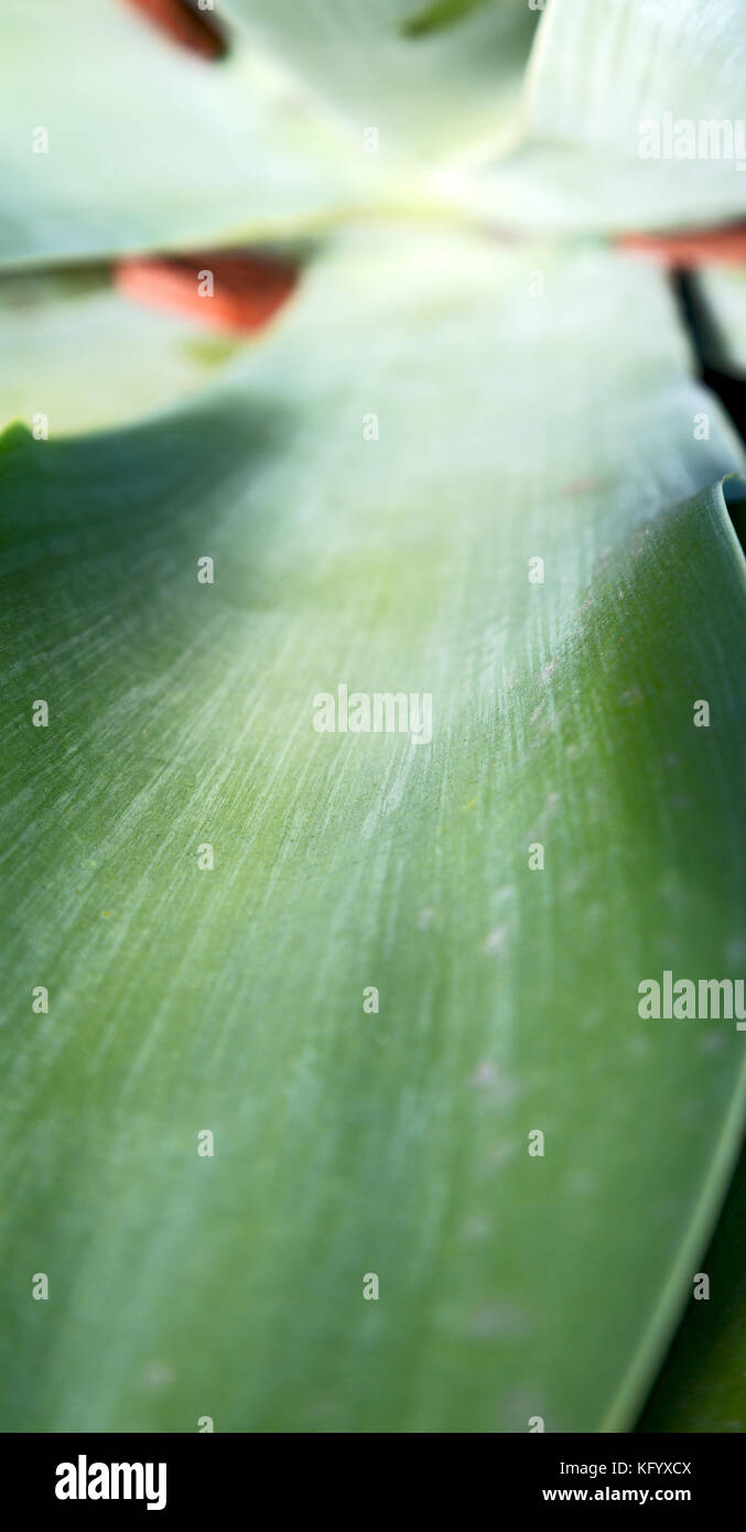 texture and close up of a leaf like abstract background Stock Photo - Alamy