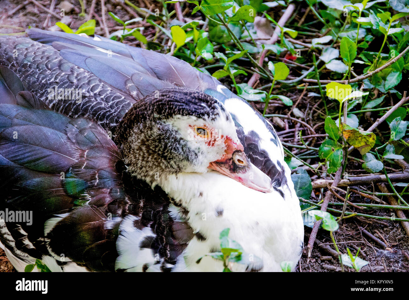 Plume grass hi-res stock photography and images - Alamy