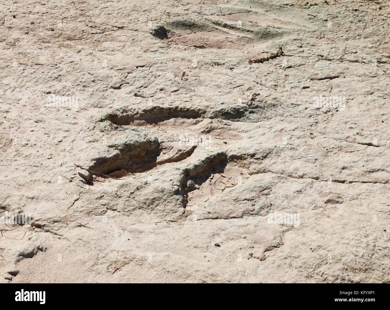 Phantom Canyon Dinosaur Tracks