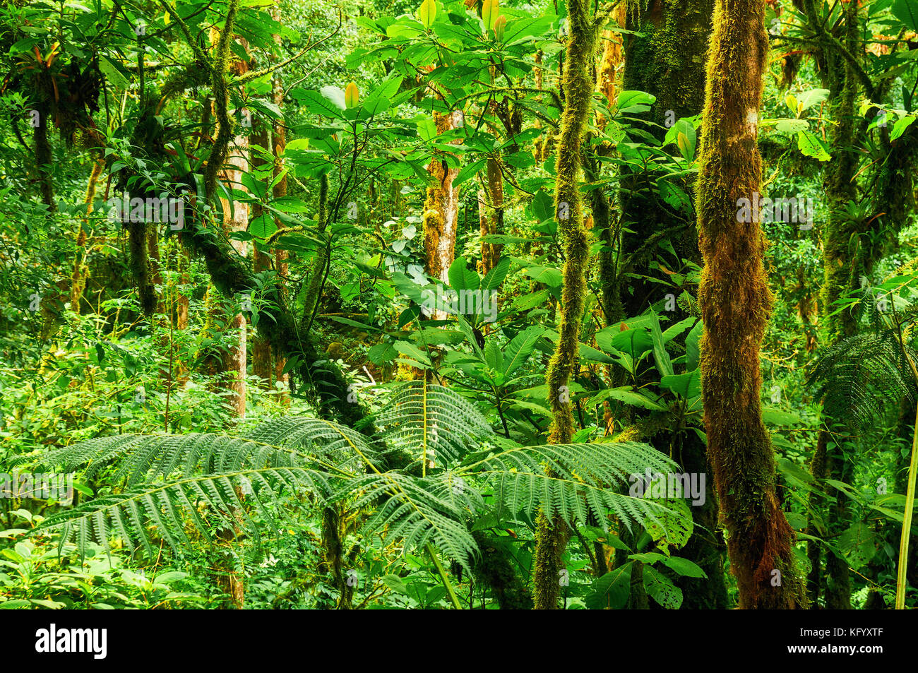 Beautiful tropical rainforest of Central America Stock Photo - Alamy