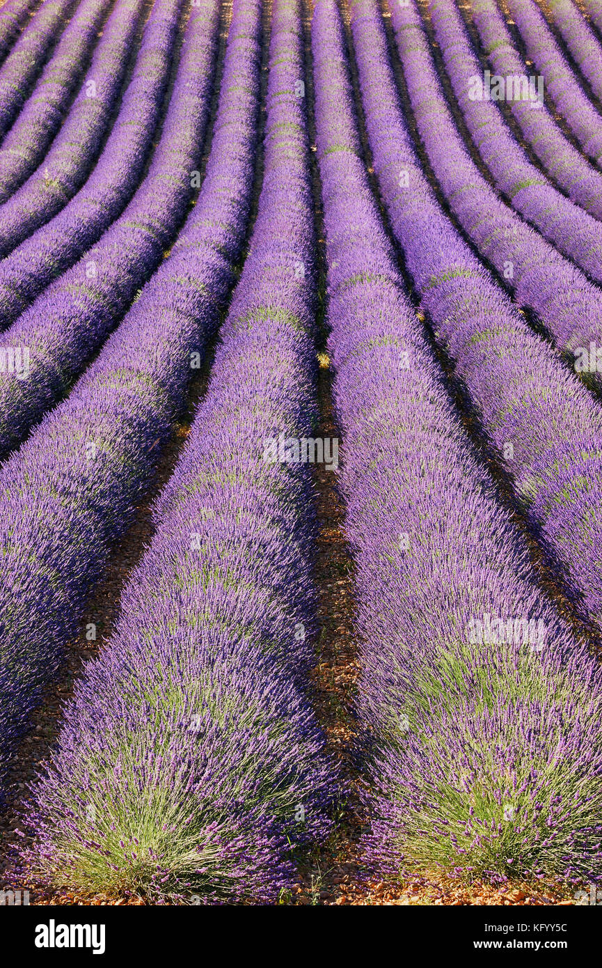 Rows of lavender form beautiful geometric shapes in Provence Stock ...