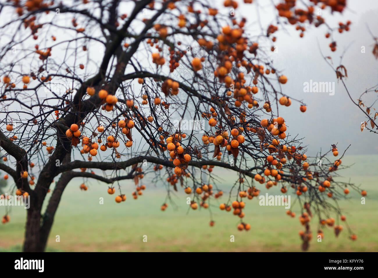 persimmon tree full of fruit photographed in autumn, with intentional ...